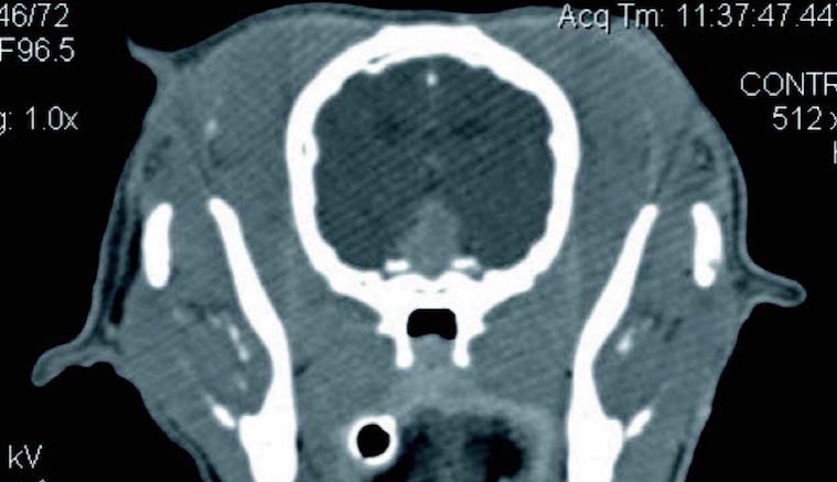 Conduite diagnostique du syndrome de cushing canin