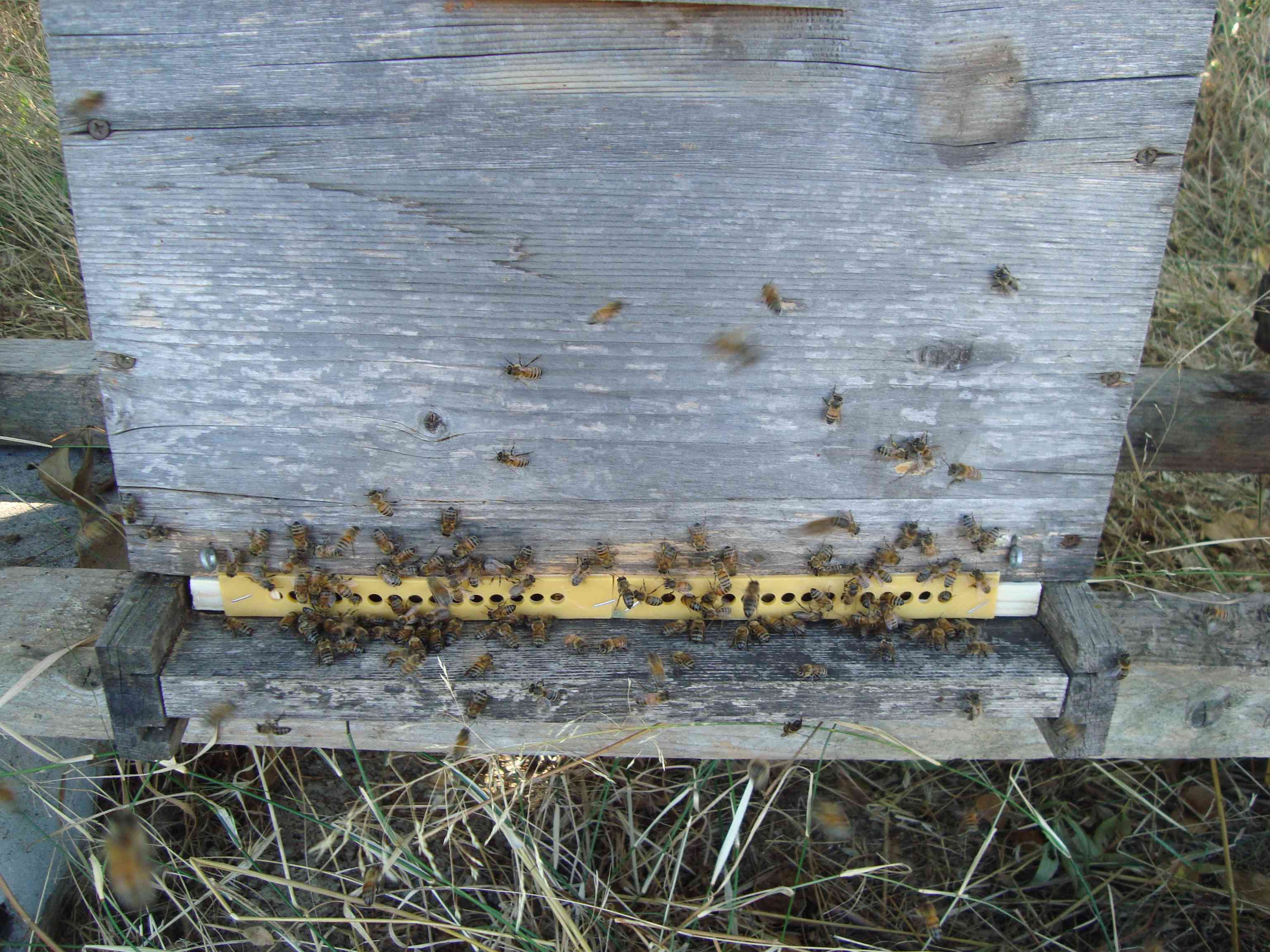 PolyVar Yellow de Bayer pour lutter contre Varroa