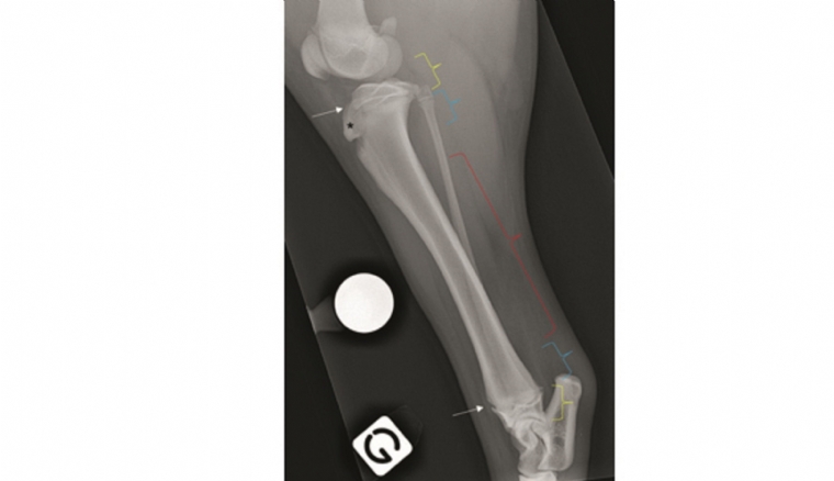 Affections articulaires du jeune chat et chien en croissance : aspect ...