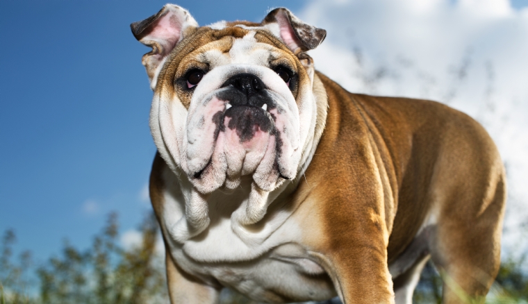 L'Académie vétérinaire rend un avis sur les hypertypes canins