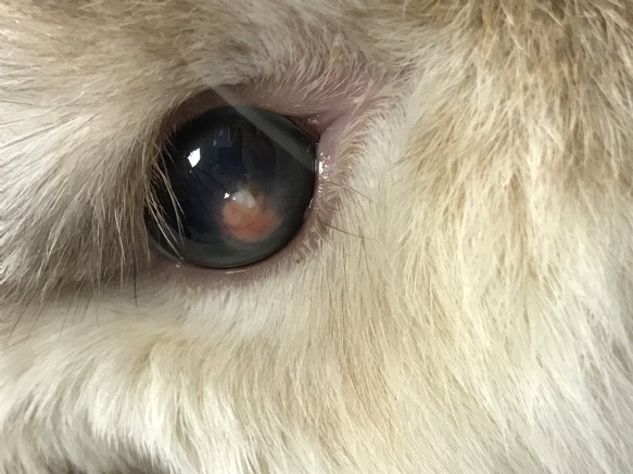 Antibiothérapie raisonnée chez le lapin et les rongeurs : les bonnes ...