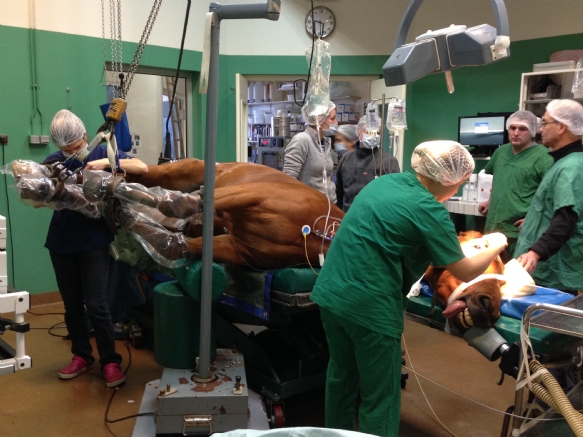 Uvéite récurrente : résultats concluants pour la vitrectomie en équine