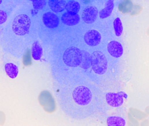 Tumeurs des glandes périanales du chien : connaître leurs ...