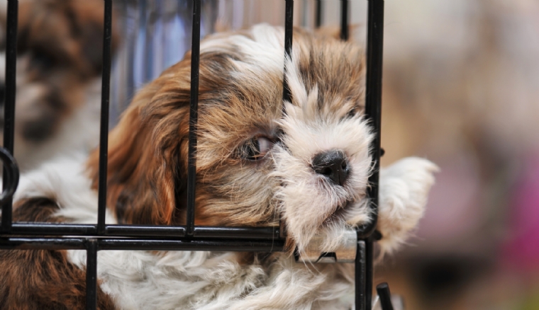 Près de 80 000 animaux déclarés perdus l'an dernier, selon I-Cad