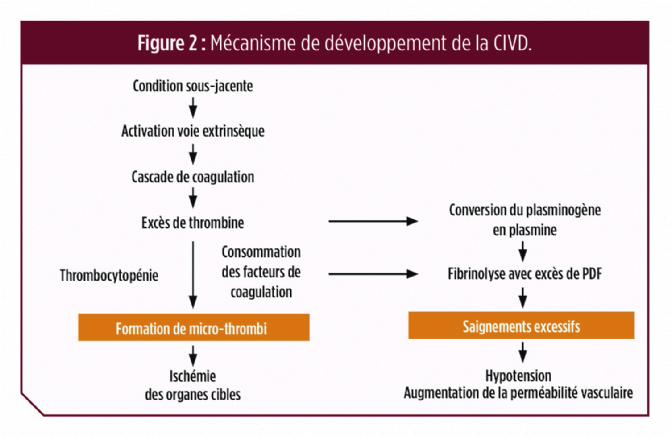 Coagulation intravasculaire disséminée : la physiopathologie
