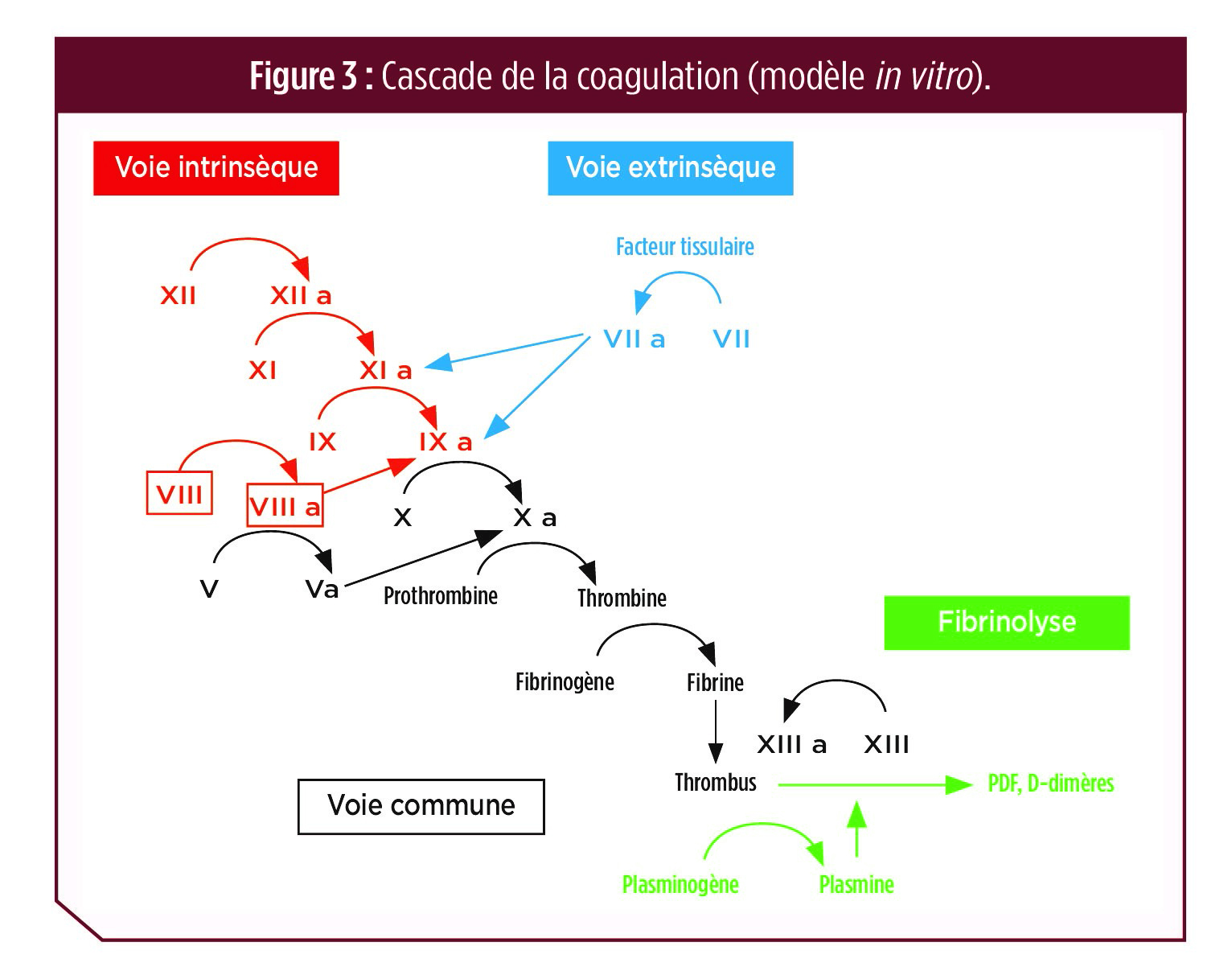 Coagulation intravasculaire disséminée : la physiopathologie