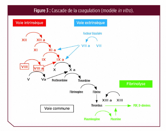 Coagulation intravasculaire disséminée : la physiopathologie