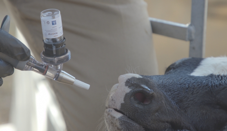 Nasym : « Le seul vaccin BRSV par voie intranasale et intramusculaire