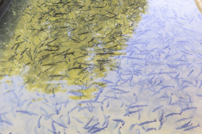 Poissons : rupture d'approvisionnement de Pyceze 500 mg/ml