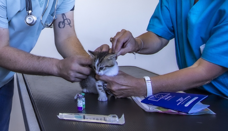 Purevax : même efficacité et innocuité pour une nouvelle gamme proposée ...