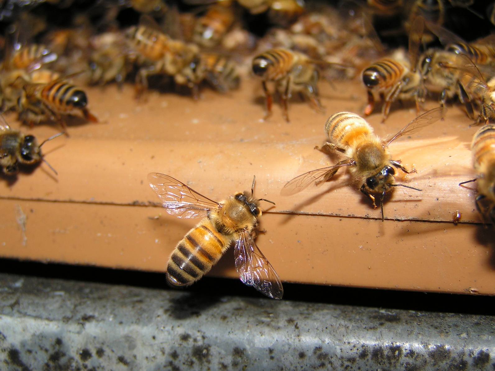 Loque américaine : nouvelle méthode pour tracer les infections