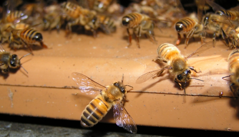 Loque américaine : nouvelle méthode pour tracer les infections