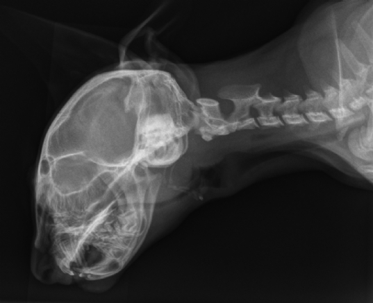 Dyspnée et dysphagie pharyngée chez un chat : quel est votre diagnostic