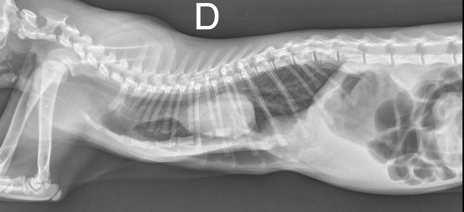 Dyspnée et dysphagie pharyngée chez un chat : quel est votre diagnostic