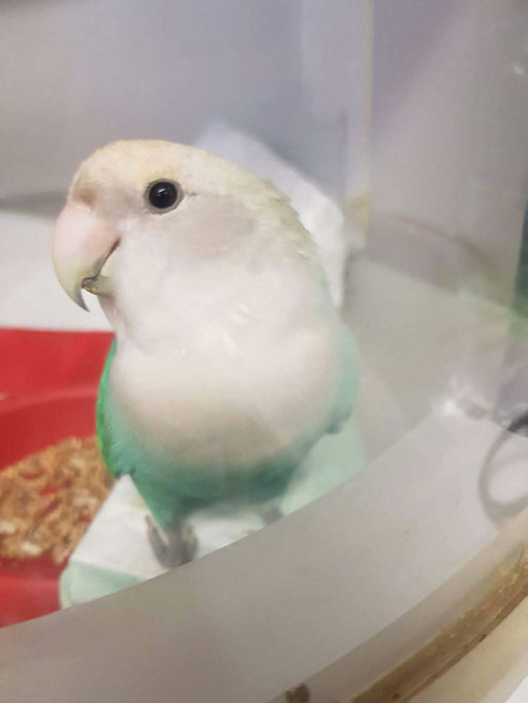 Infections à Macrorhabdus ornithogaster chez les Psittacidés