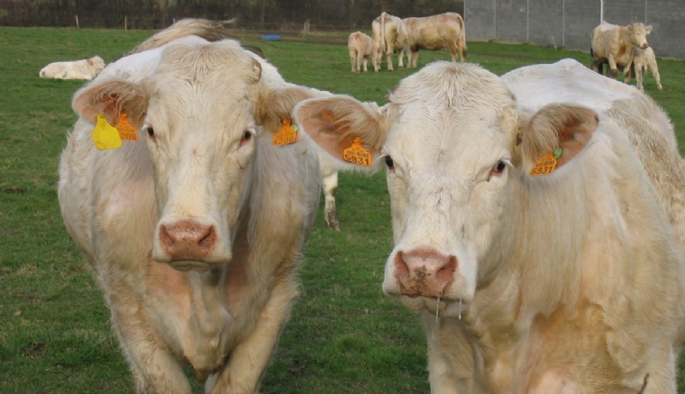 Cas groupés de réactions d'hypersensibilité de type 1 chez des bovins ... Cas groupés de réactions d'hypersensibilité de type 1 chez des bovins ...