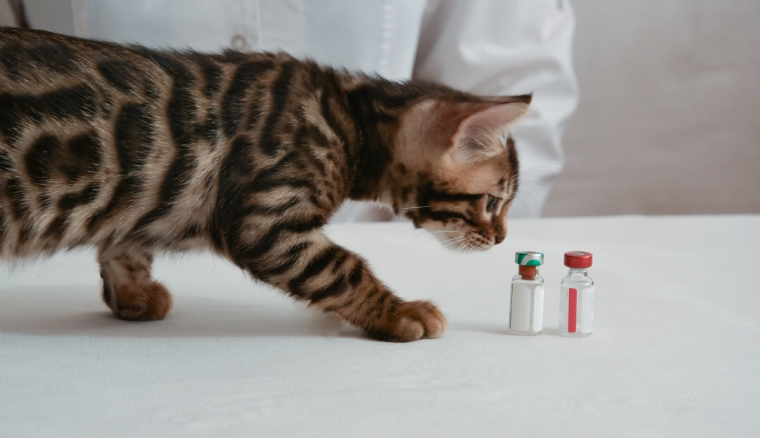 Leucose féline : un challenge diagnostique