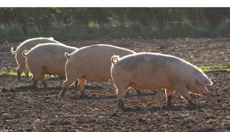 Leptospirose porcine : Australis et Icterohaemorrhagiae , sérogroupes ...
