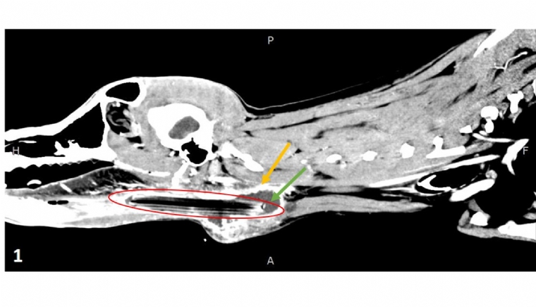 Dysphagie et masse cervicale chez un malinois : quel est votre diagnostic