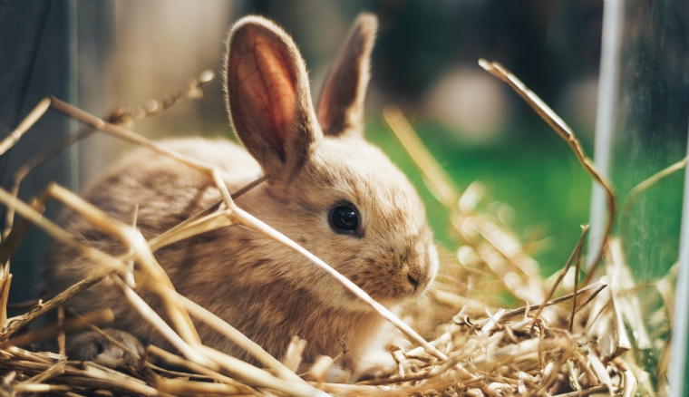 Myxomatose et MH du lapin : rupture de la présentation en 5 fois 1 dose ...