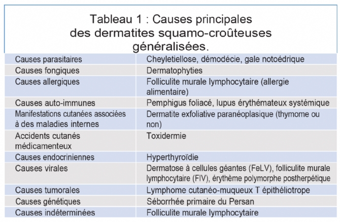 Dermatite squamo-croûteuse généralisée chez le chat : l'anamnèse