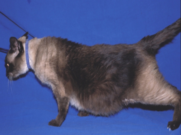 Dermatite squamo-croûteuse généralisée chez le chat : l'examen clinique