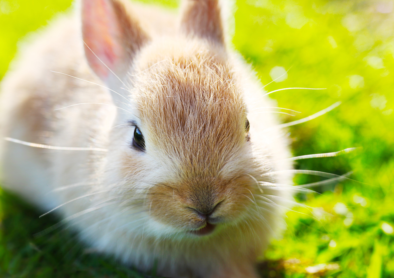 Nobivac Myxo-RHD Plus 10 x 50 doses : la suspension une fois ...