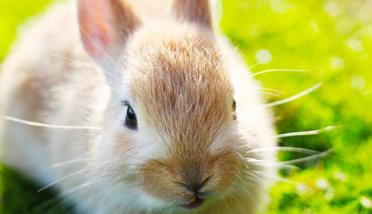 Nobivac Myxo-RHD Plus 10 x 50 doses : la suspension une fois ...