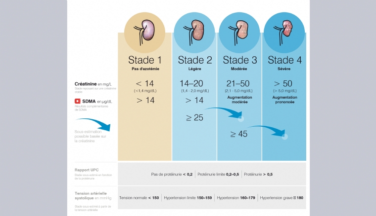 Vers une prise en charge plus précoce des chats atteints de maladie ...