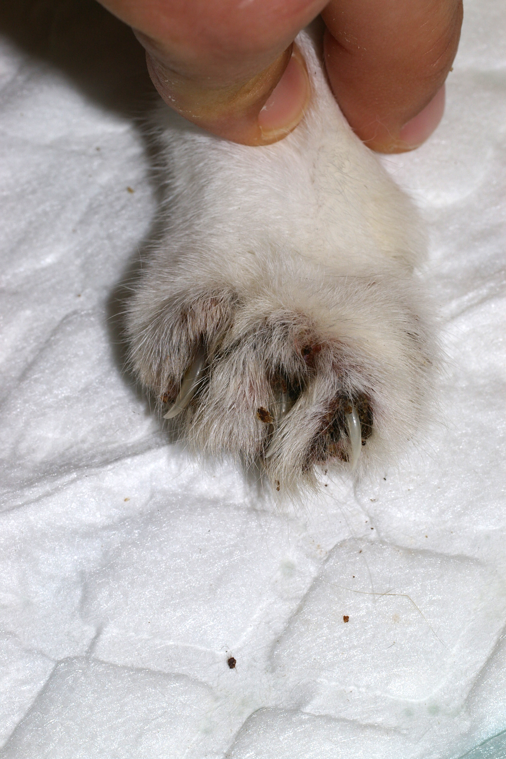 Maladies des griffes des carnivores : l'histopathologie souvent ...