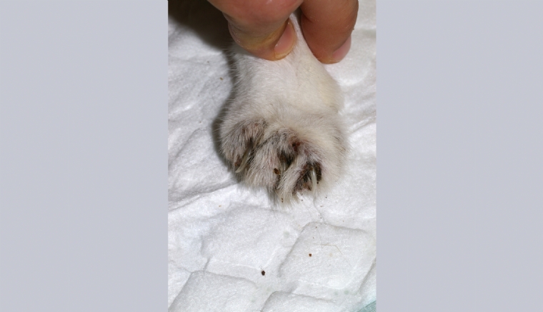 Maladies des griffes des carnivores : l'histopathologie souvent ...