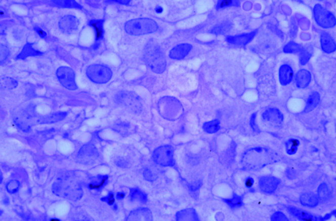 Manifestations cutanées des viroses félines : l'herpèsvirose