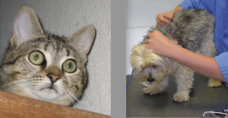 Vaccination antirabique des carnivores domestiques -fiche mémo délais à ...