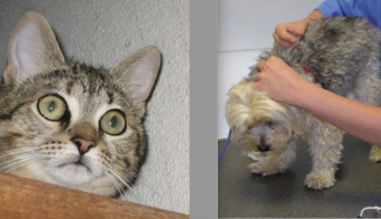 Vaccination antirabique des carnivores domestiques -fiche mémo délais à ...