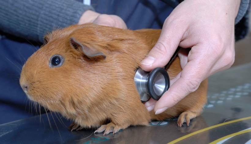 Une étude britannique précise les problèmes de santé des cobayes