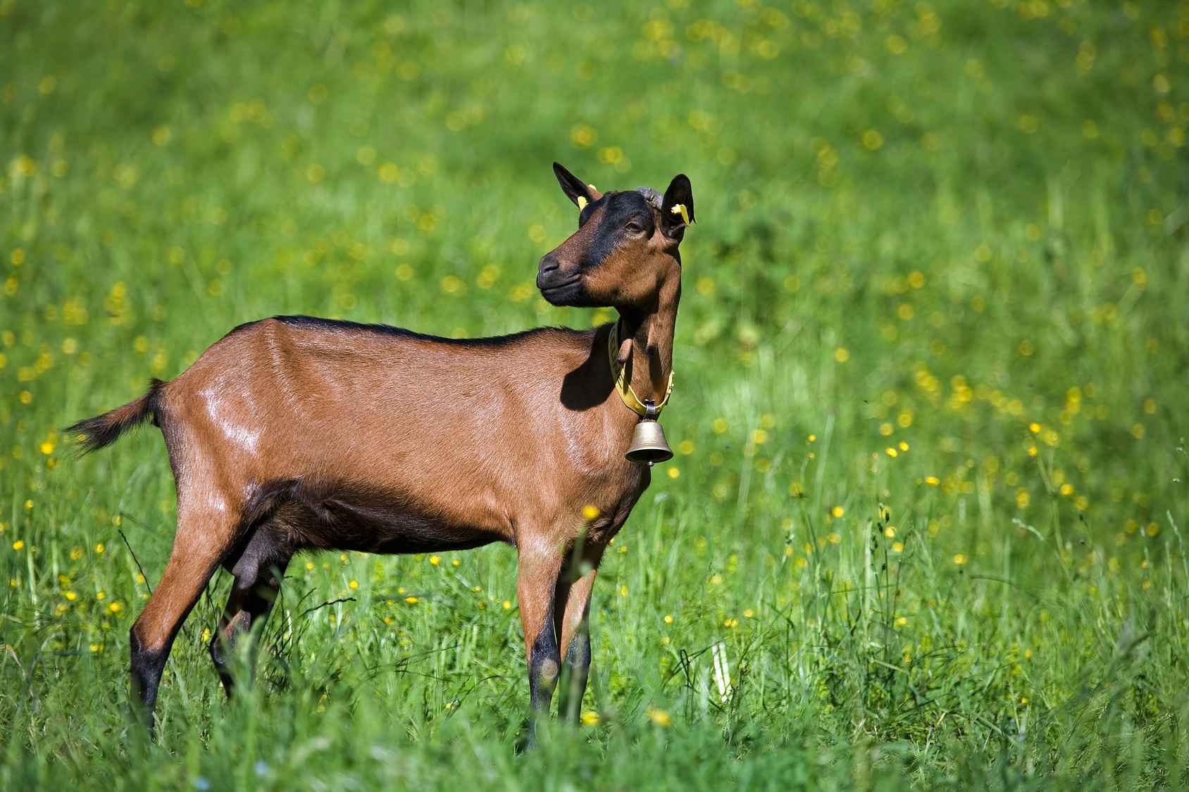 Paratuberculose : l'utilisation du vaccin Gudair chez les caprins ...